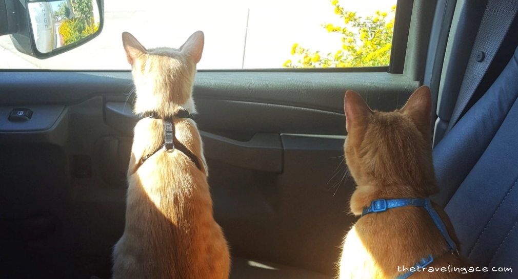 Moving With Cats – The Traveling Ace